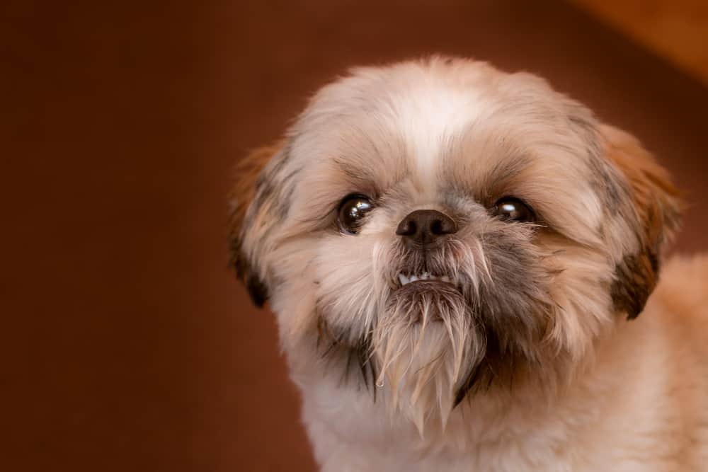 Discover The Magic Of Shih Tzu: 18 Surprising Facts About The Breed ...