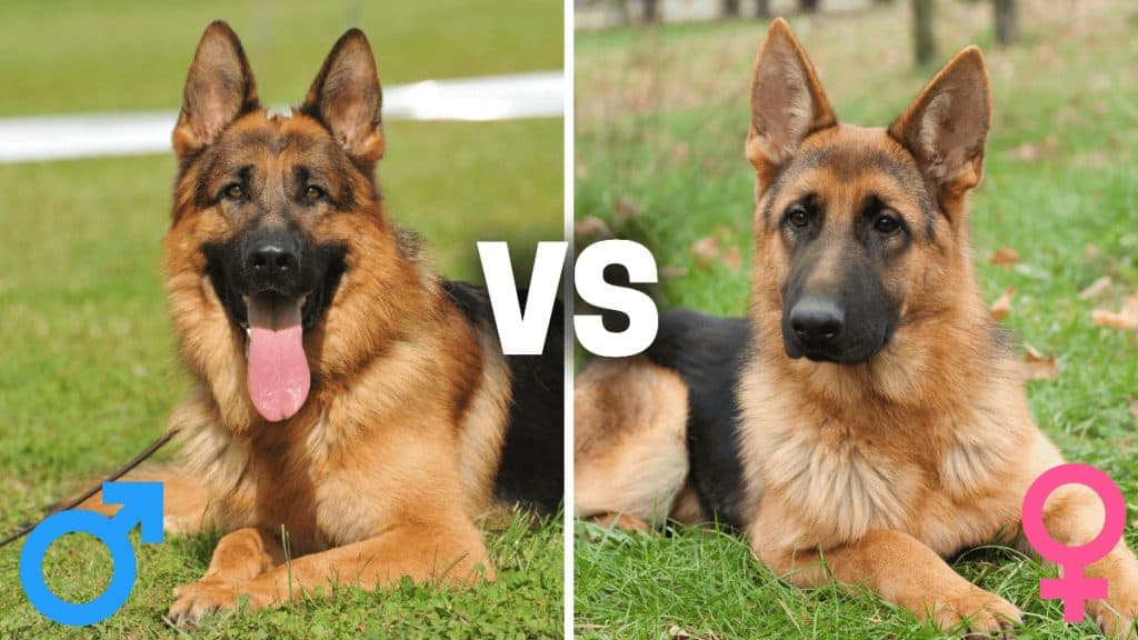 Male Vs Female German Shepherd : 10 Differences Between Them - Lovely ...