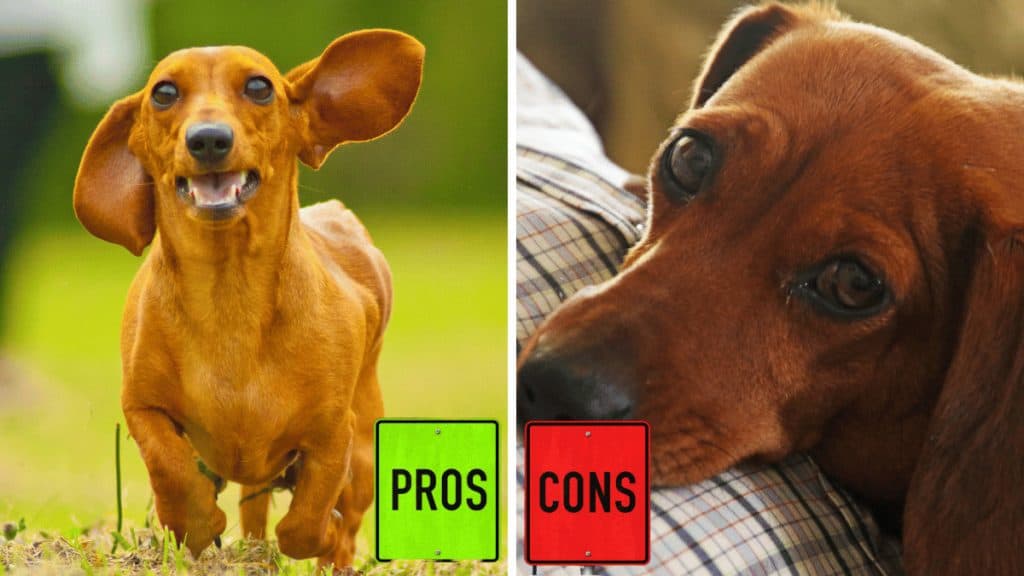 Dachshund: The Pros & Cons Of Owning One - Lovely Animals World