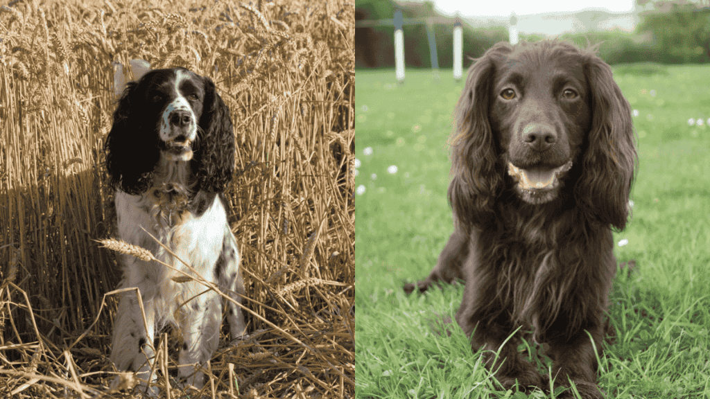 15 Different Types of Spaniel - Which is Right for You? - Lovely ...