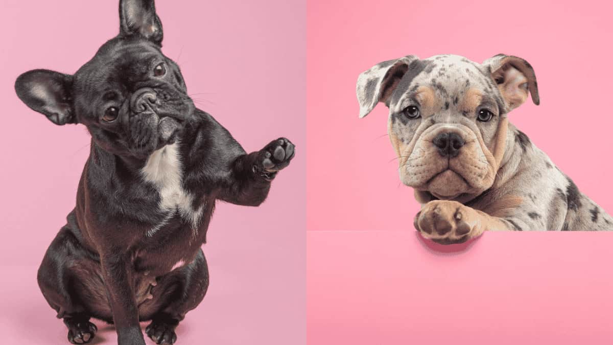 17 French Bulldog Colors – Which One Stole Your Heart? - Lovely Animals ...