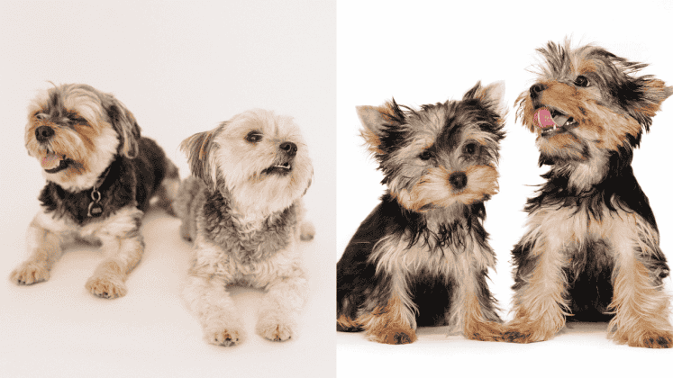 7 Different Types Of Yorkshire Terrier - Lovely Animals World