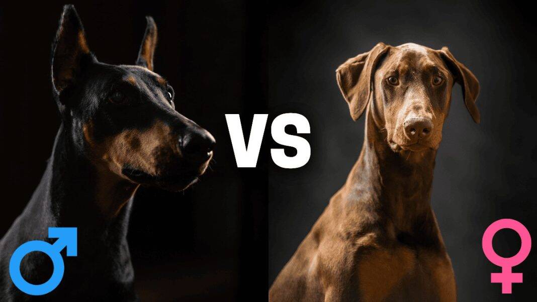 Male vs Female Doberman Pinscher : 10 Differences Between Them - Lovely ...