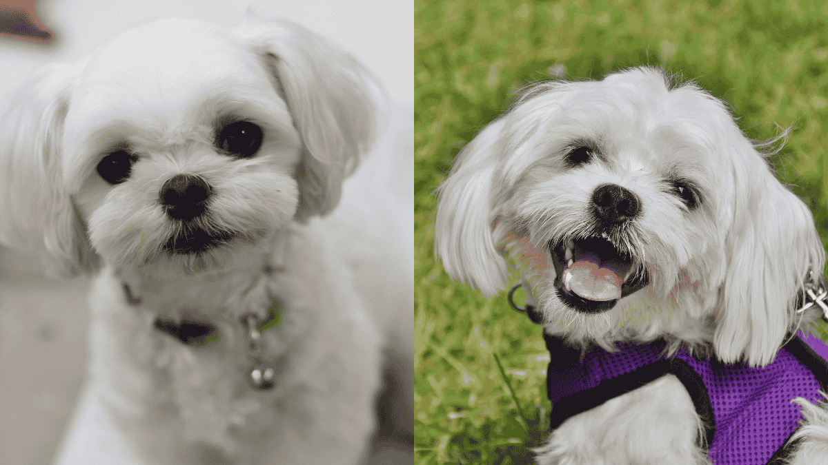 Maltese: The Pros and Cons of Owning One - Lovely Animals World