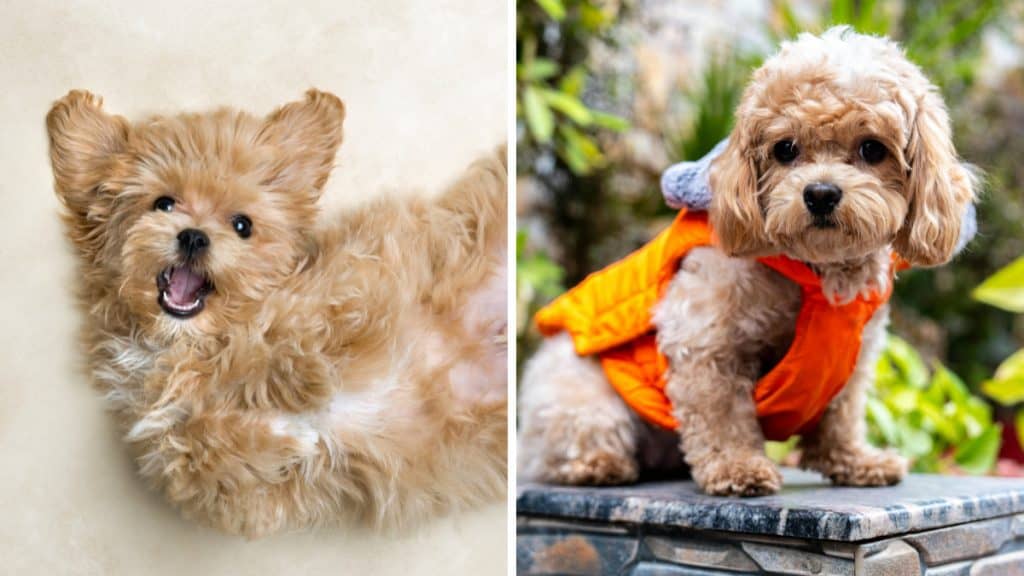 Maltipoo Vs Cavapoo Differences - Which One Suits You Best? - Lovely ...