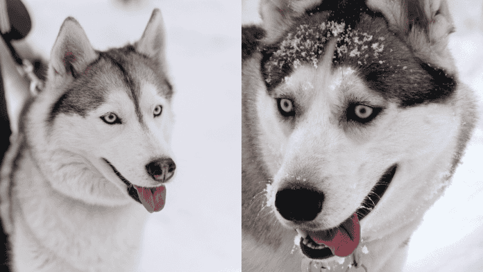 Seberian Husky Dogs 101: Everything You Need To Know - Is It the Right ...